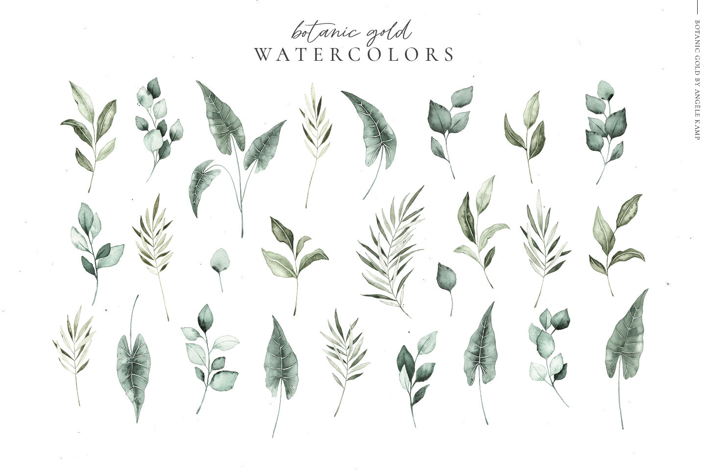 Botanic Gold watercolors – Angele Kamp